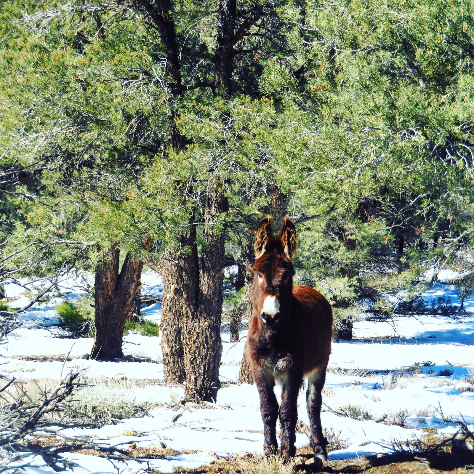 Donkey Tours - The Hungry Mountaineer